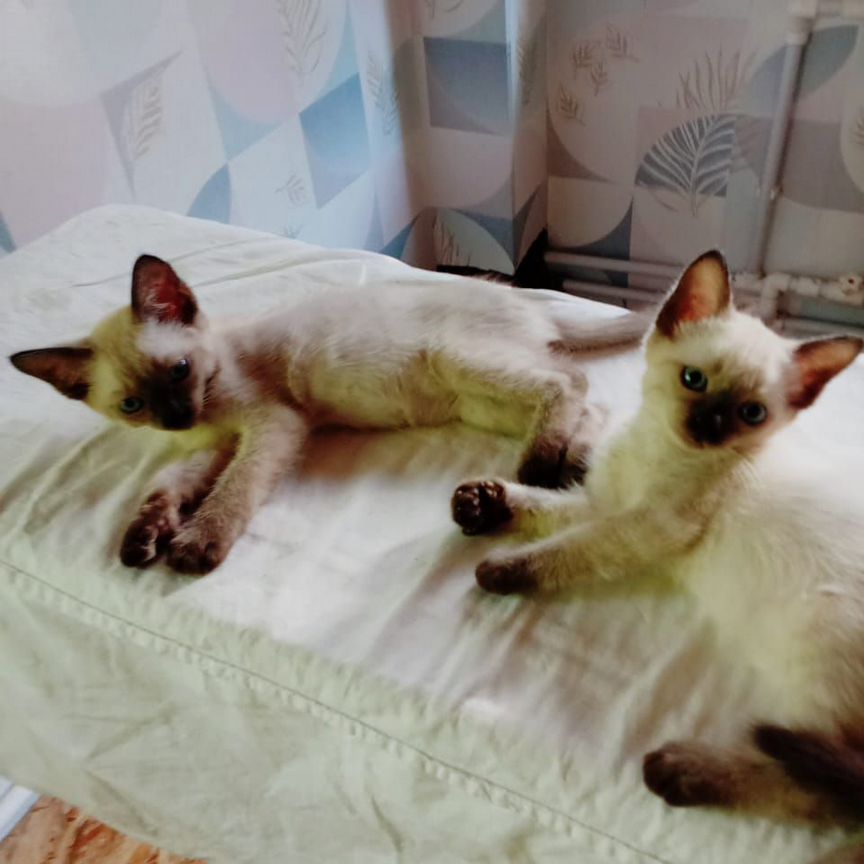 Тайские котята