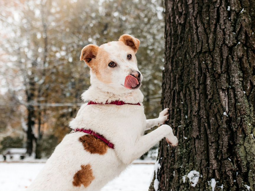 Белый пёсик ждёт семью в приюте