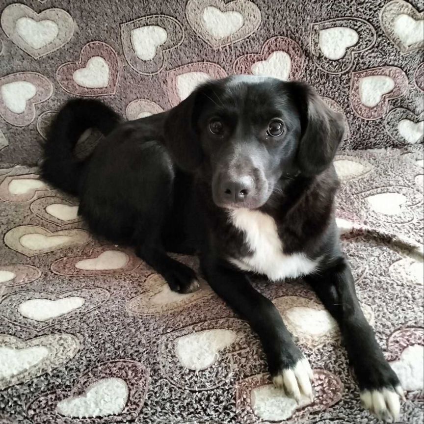 Маленькая собака в добрые руки