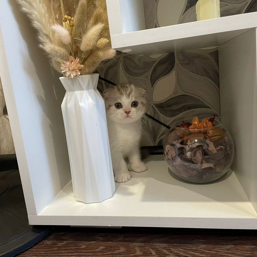 Шотландский веслоухий кот