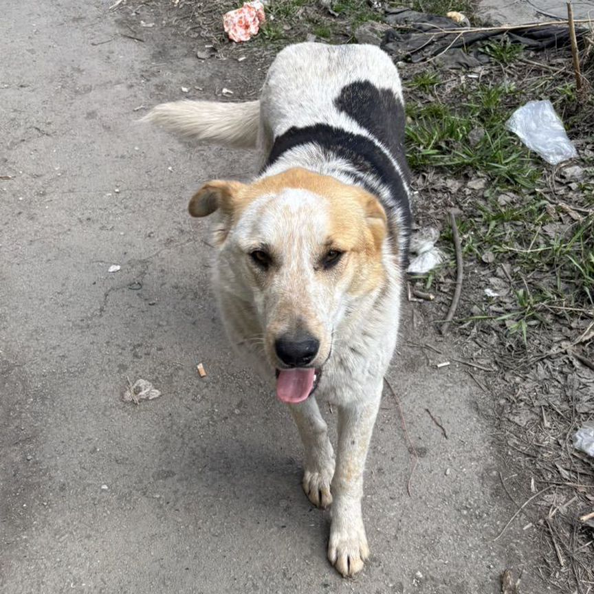 Взрослая собака в добрые руки