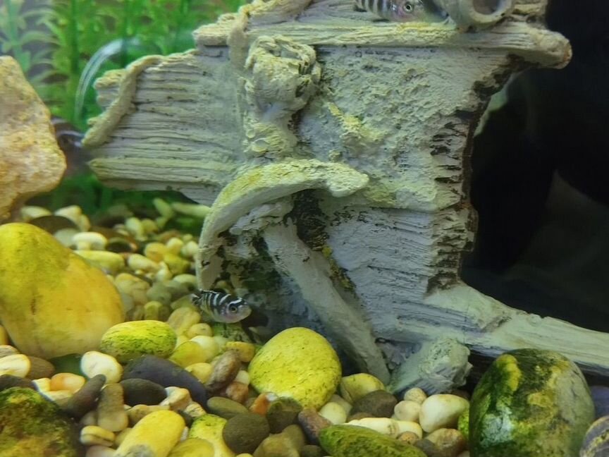 Аквариумные рыбки демасони