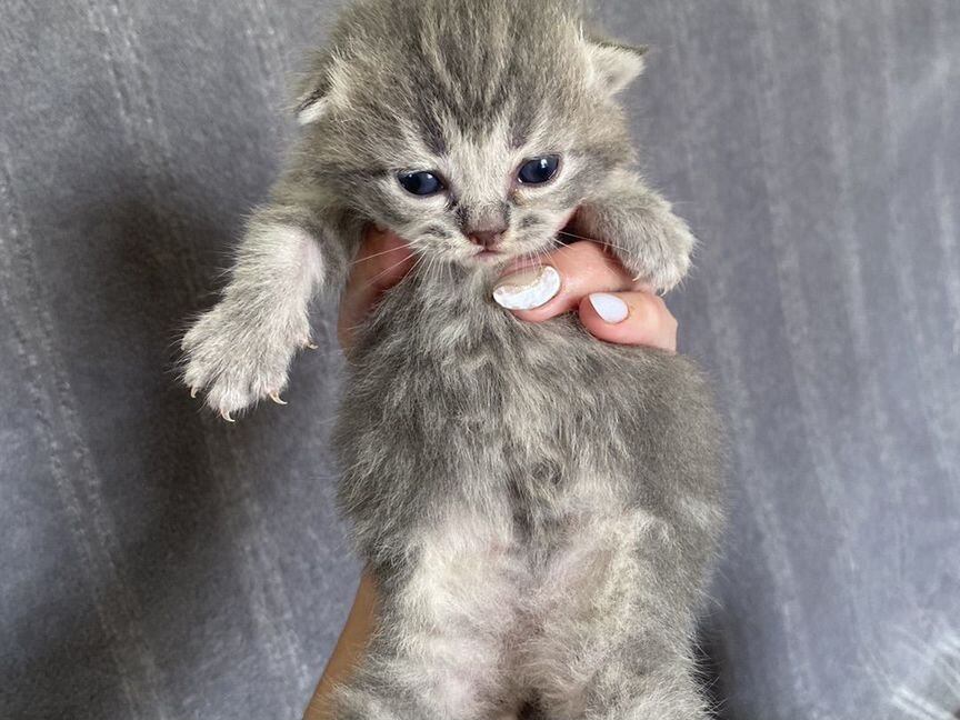 Шотландская кошка