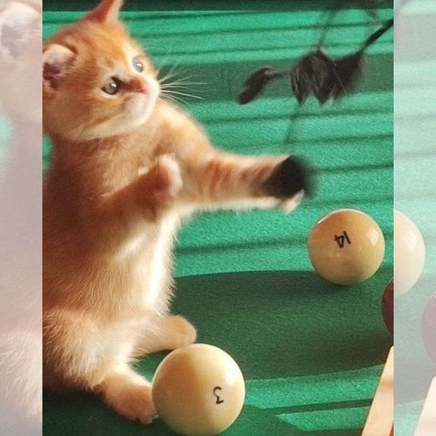 Британский короткошёрстный котёнок