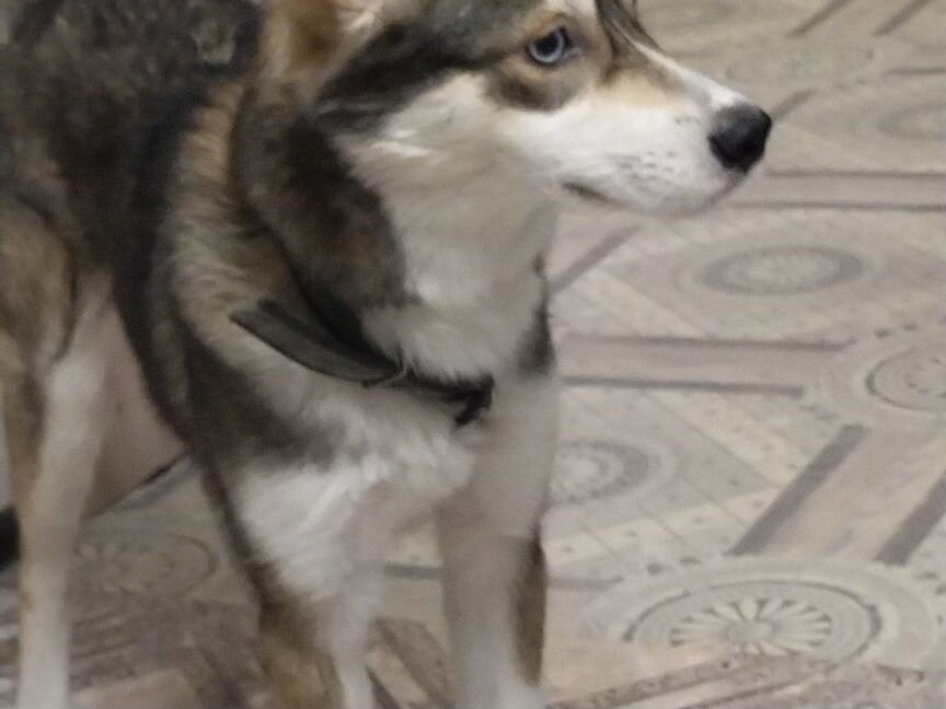 Молодая собака ищет добрых людей