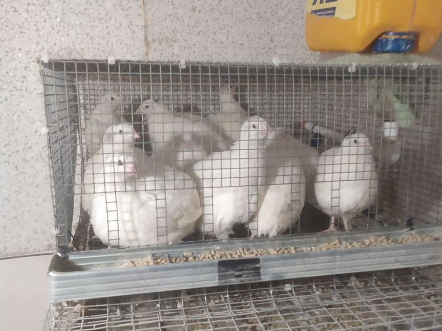 Перепела техасцы