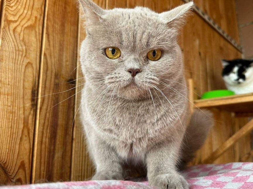 Красавица британка ищет семью