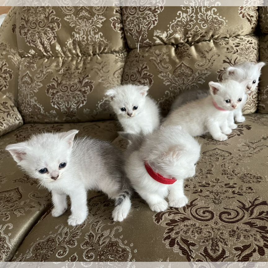 Котята британские