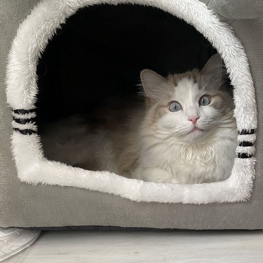 Рэгдолл, взрослый кот