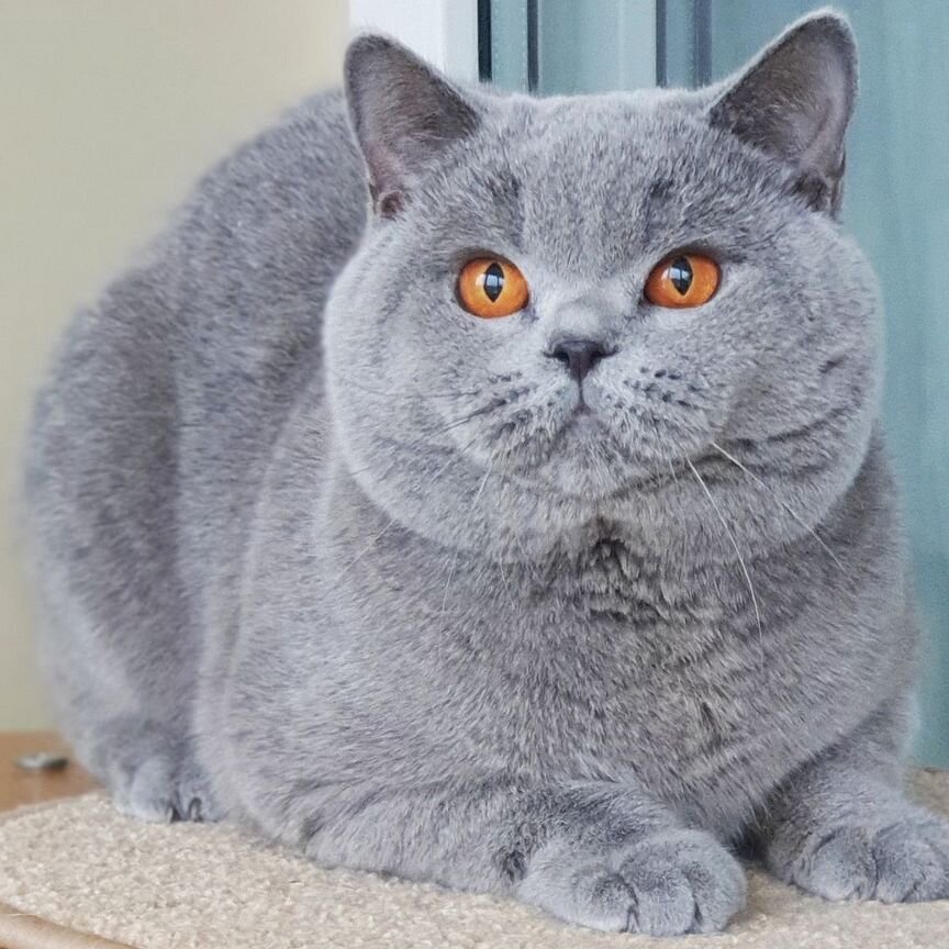 Шотландский прямоухий короткошёрстный кот, вязка