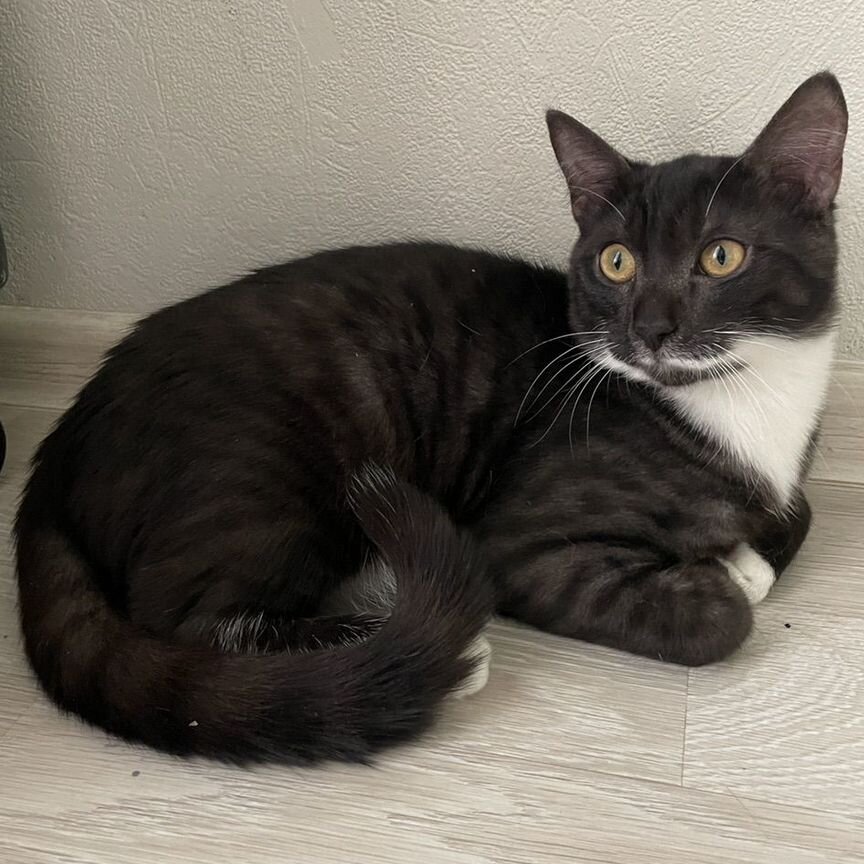 Котенок в добрые руки