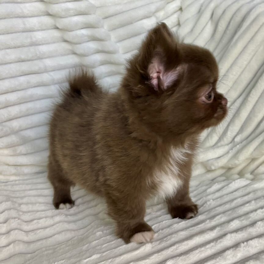 Щенки Чихуахуа, Москва