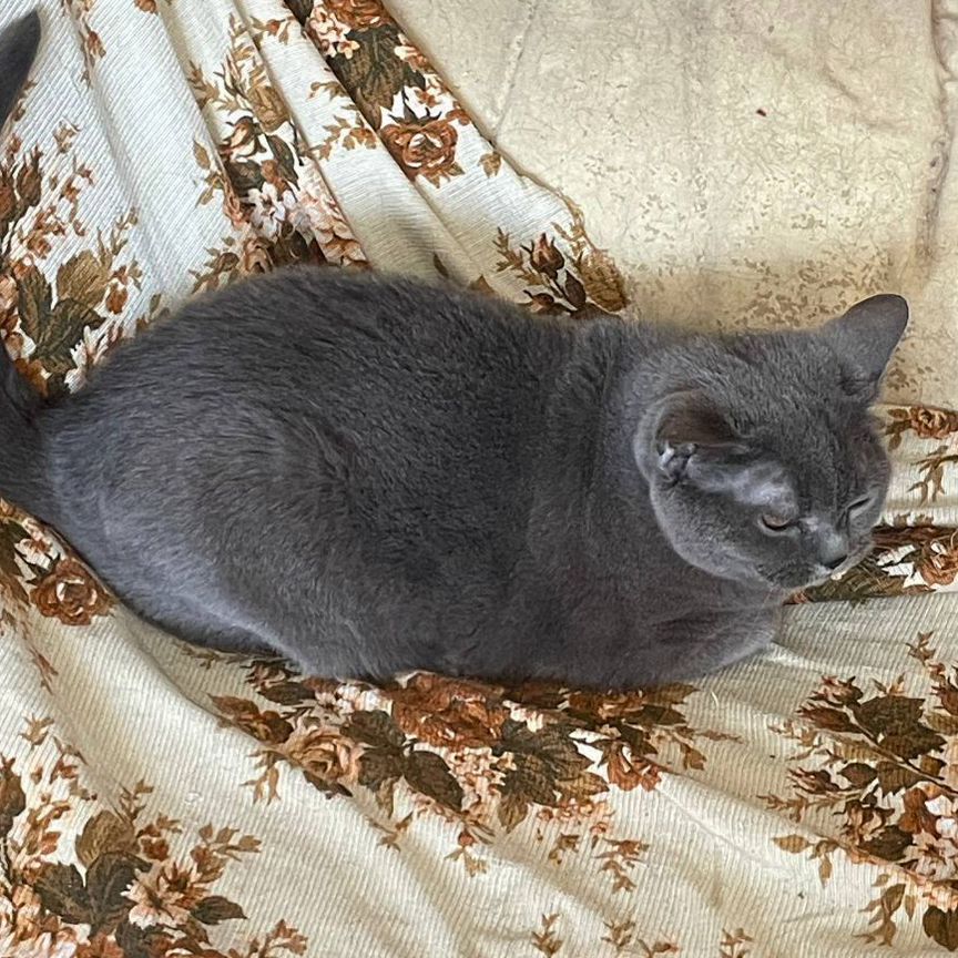 Британская короткошёрстная, взрослая кошка