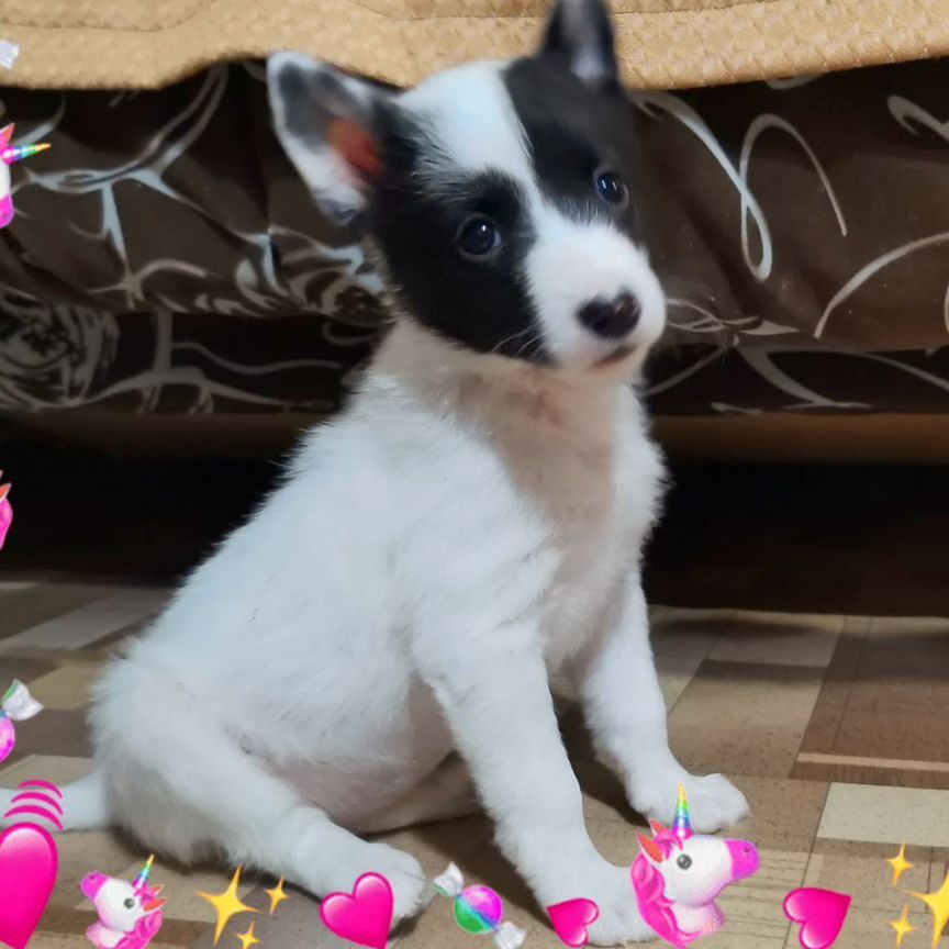 Щенята 1.5 мес