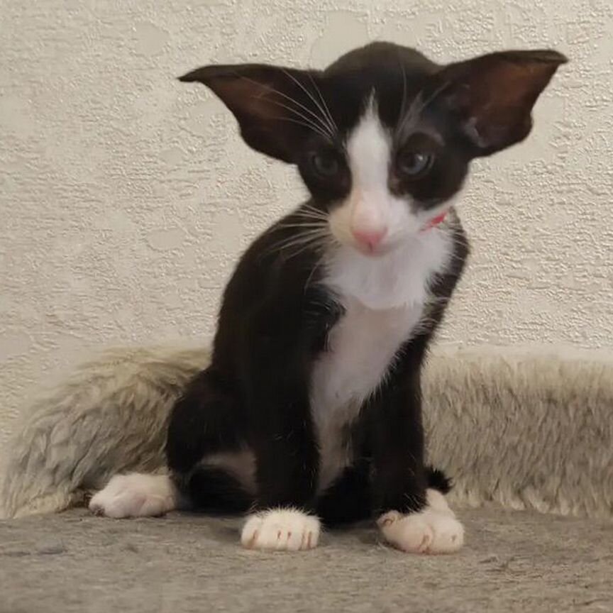 Ориентальный котёнок