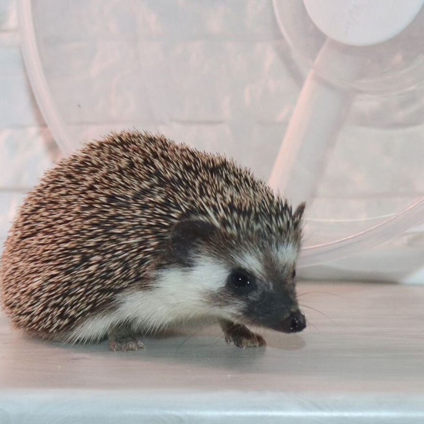 Колесо для ежей