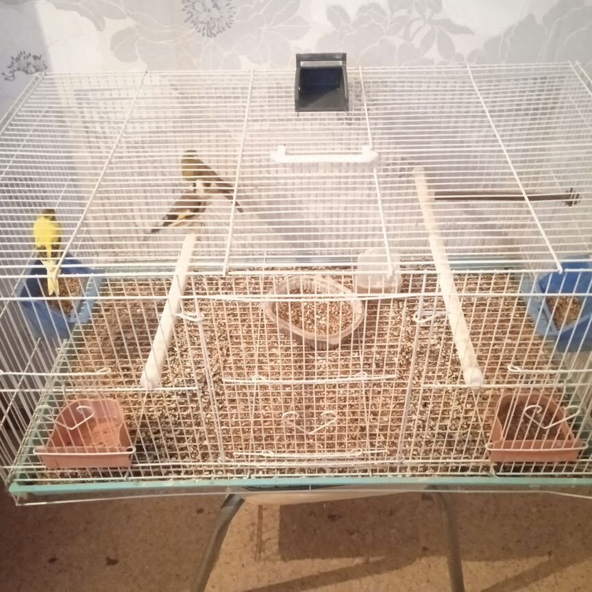 Щегол, лимонная канарейка