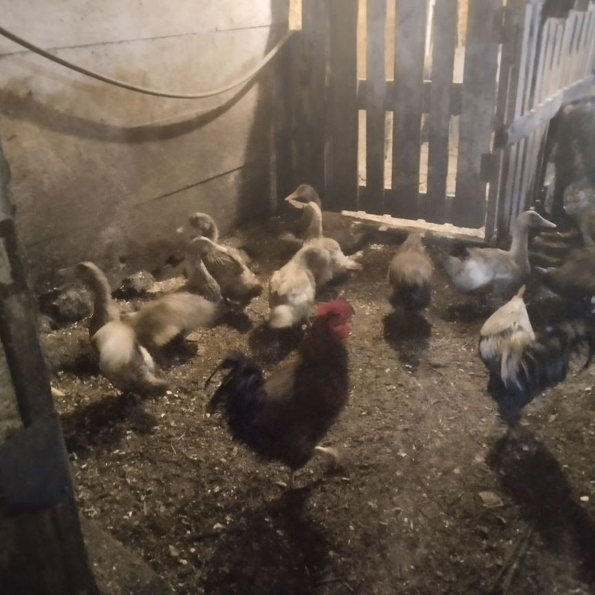 Бройлерные утки