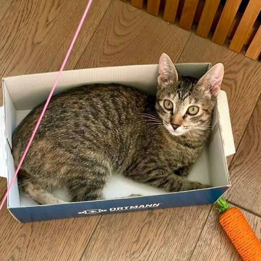 Очень контактная котенок девочка ищет дом
