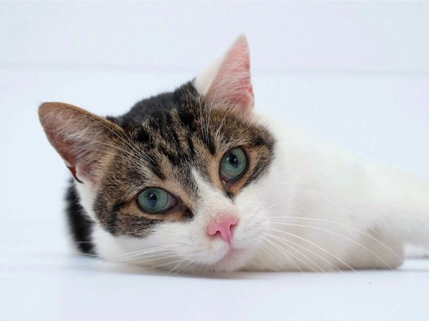 Мальчик с изумрудными глазами