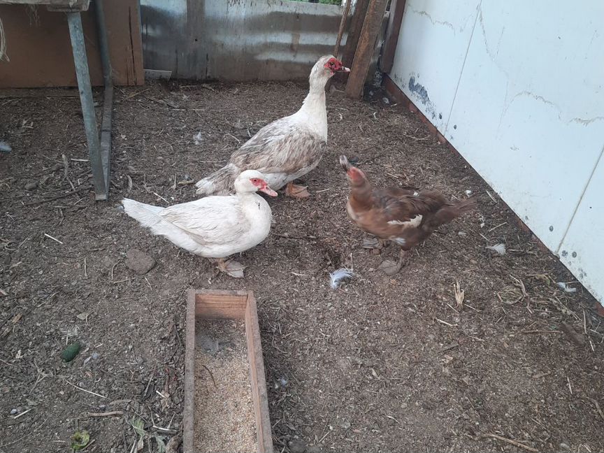 Семья индоуток 2 1