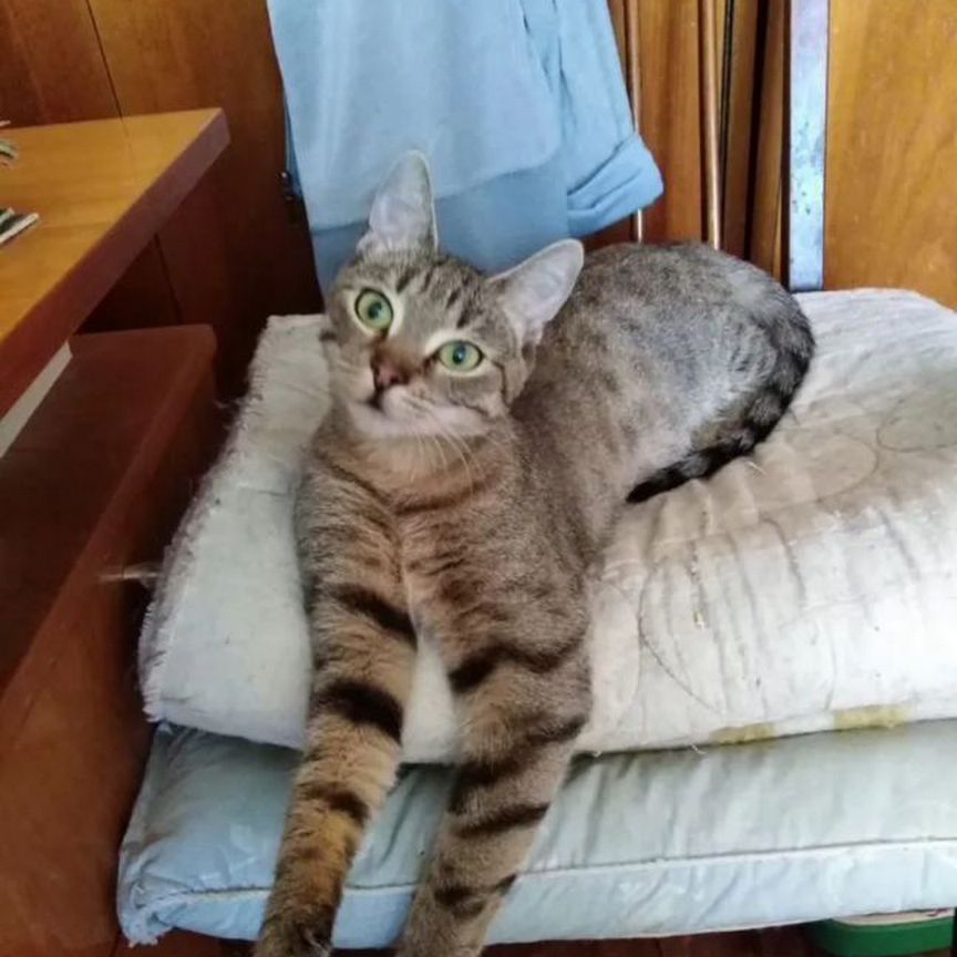 Кошка ириска ищет дом