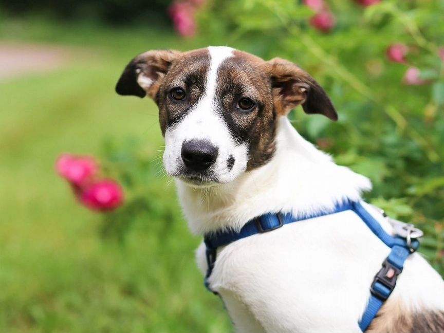 Щенок в добрые руки бесплатно