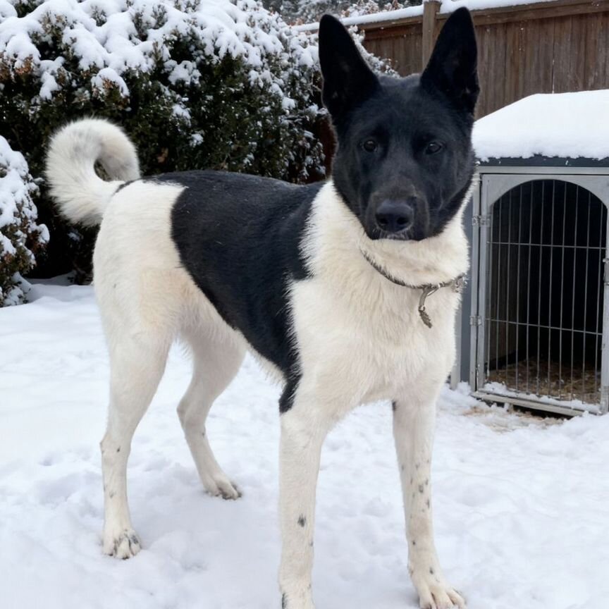 Лайка, взрослая собака