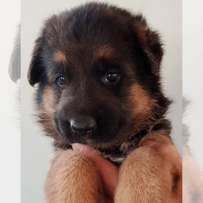 Немецкая овчарка, щенок