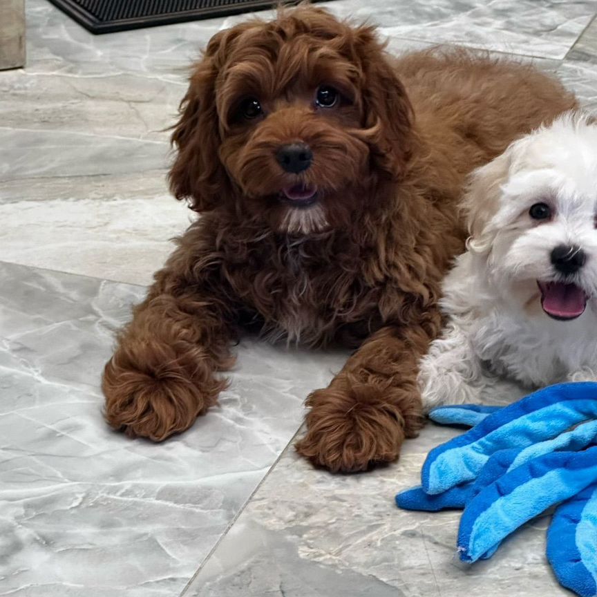 Мальтипу ред-браун стандарт