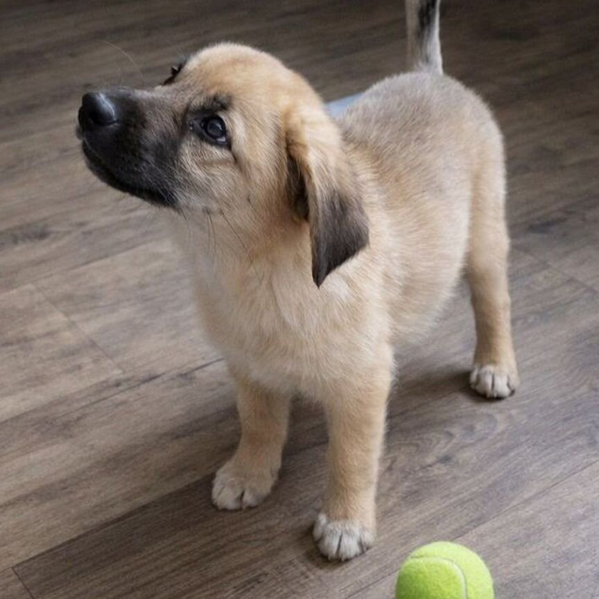 Щенок в добрые руки