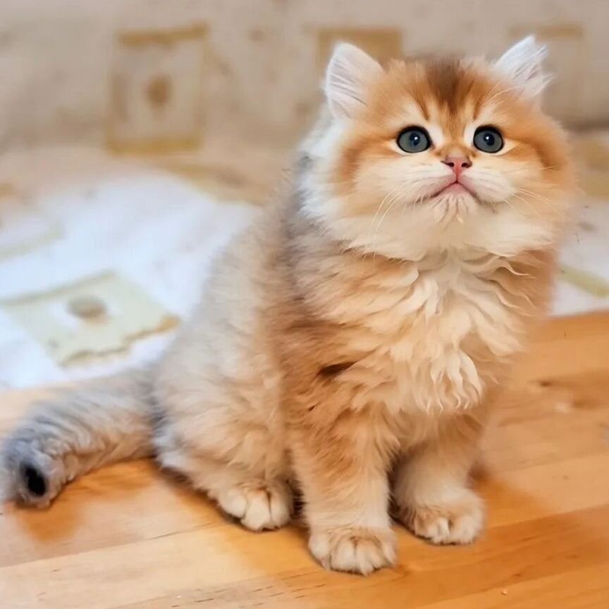 Британский длинношёрстный котёнок