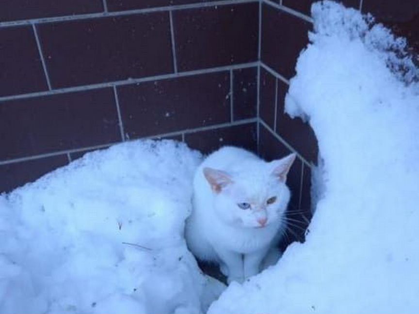 Белая разноглазая кошка в добрые руки. Бесплатно