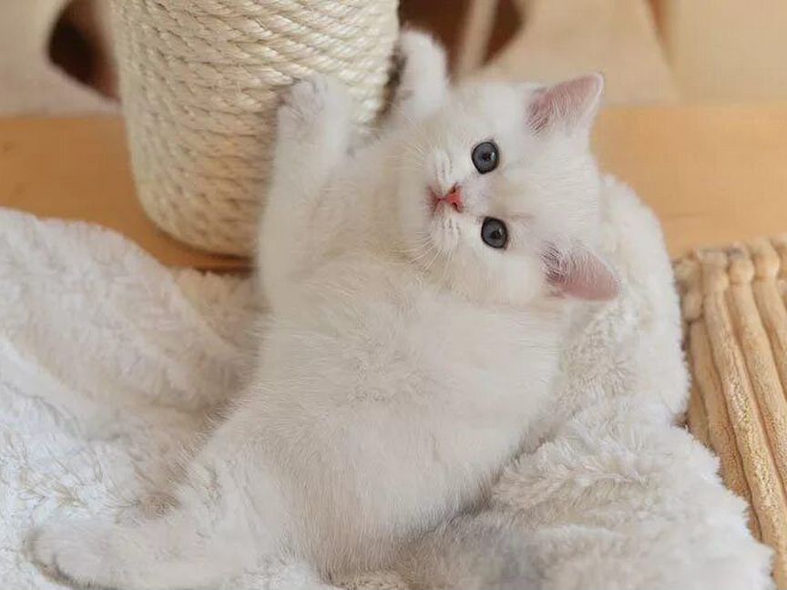 Котята-метисы