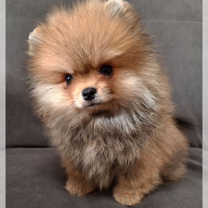 Померанский шпиц медвежьего типа