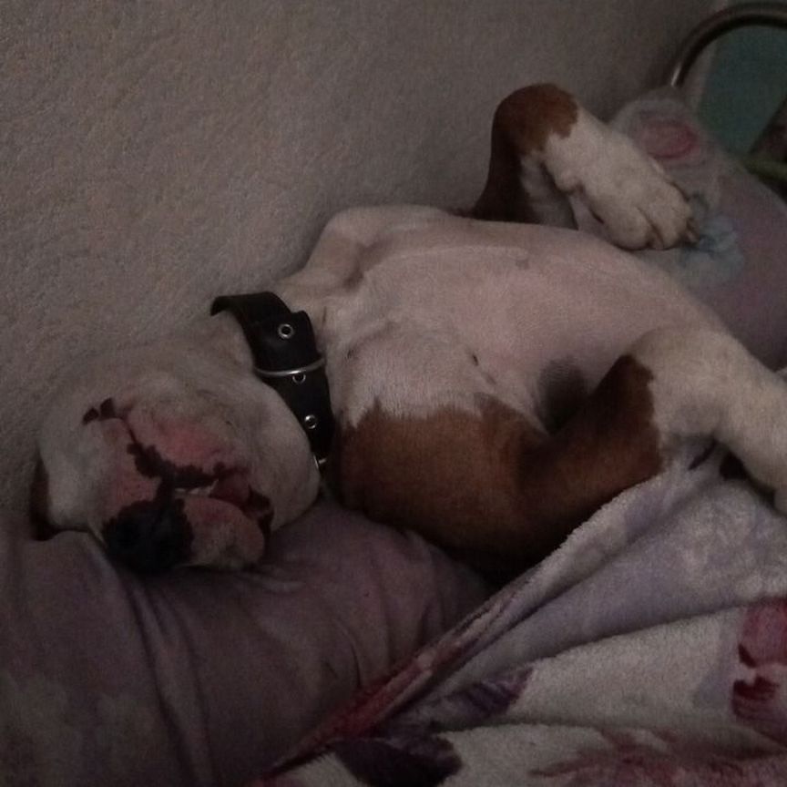 Отдам бесплатно собаку с доставкой