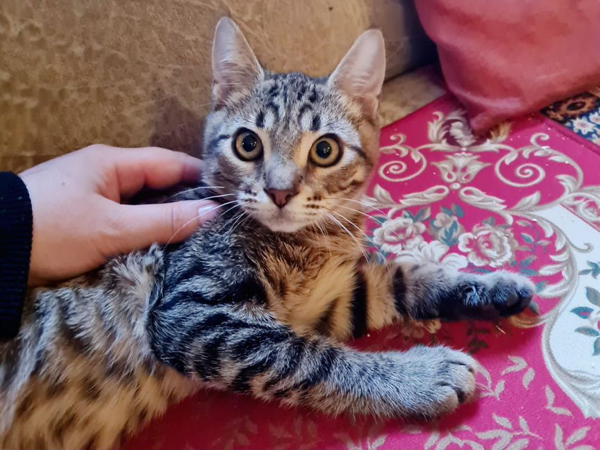 Котенок ищет себе Семью