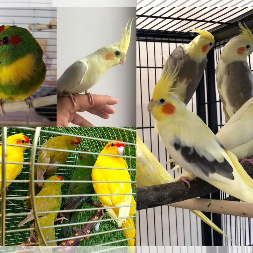 Птенцы попугайчиков корелл и какариков