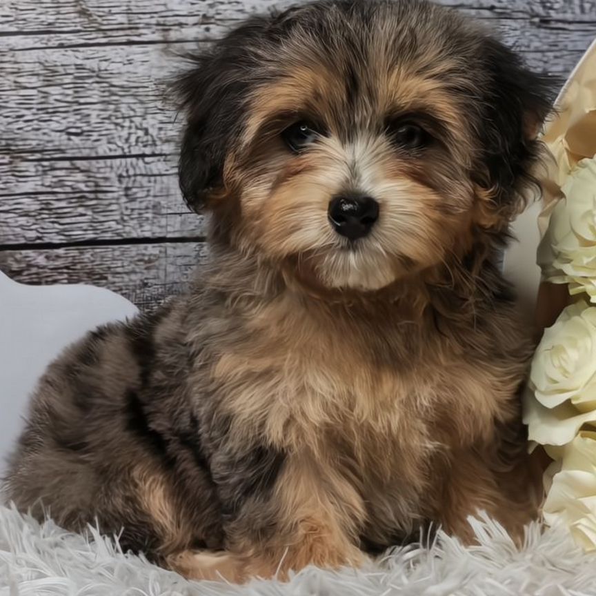 Мальтипу, щенок