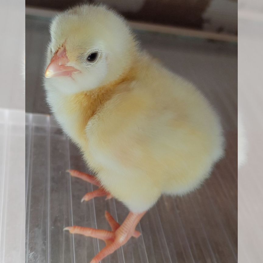 Цыплята бройлеры росс 308