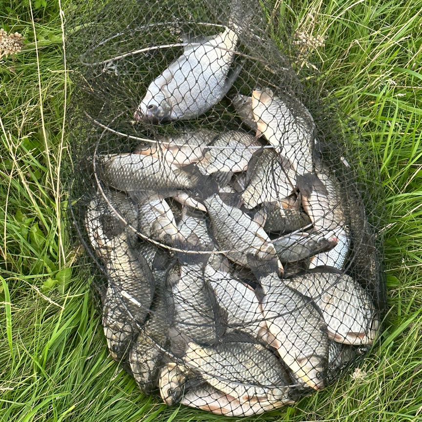 Свежая рыба карась