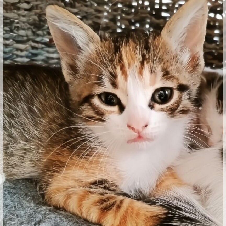 Европейский короткошёрстный котёнок
