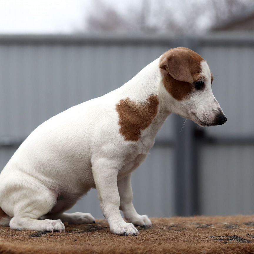 Дама сердца