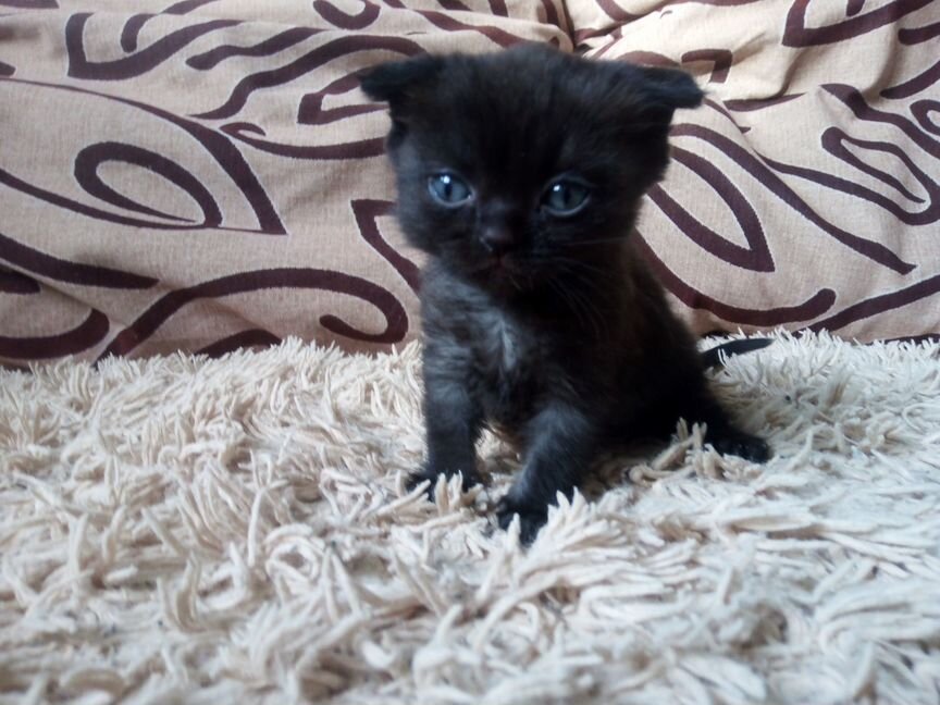 Шотландские вислоухие котята