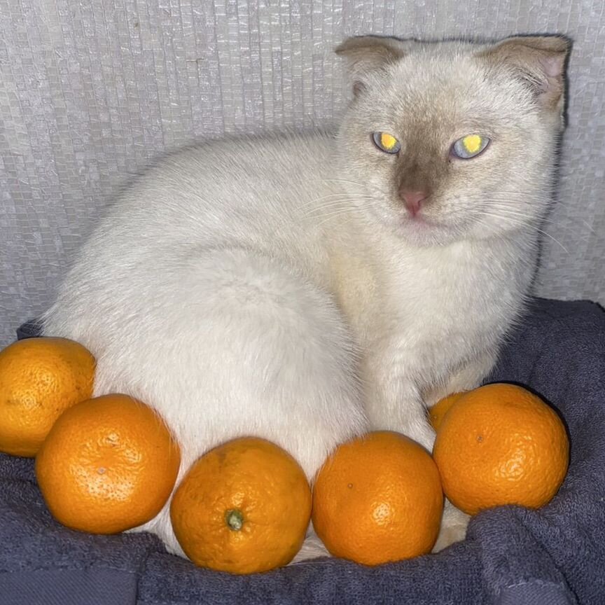 Шотландская вислоухая красотка