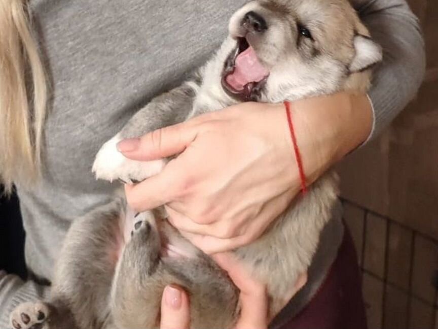 Щенки Хаски