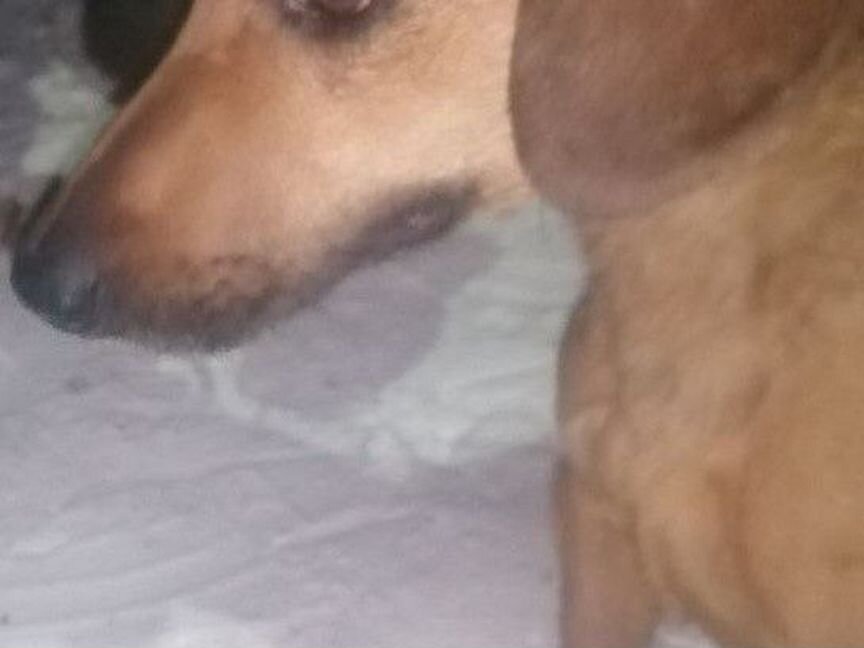 Такса и многие другие несчастные собаки