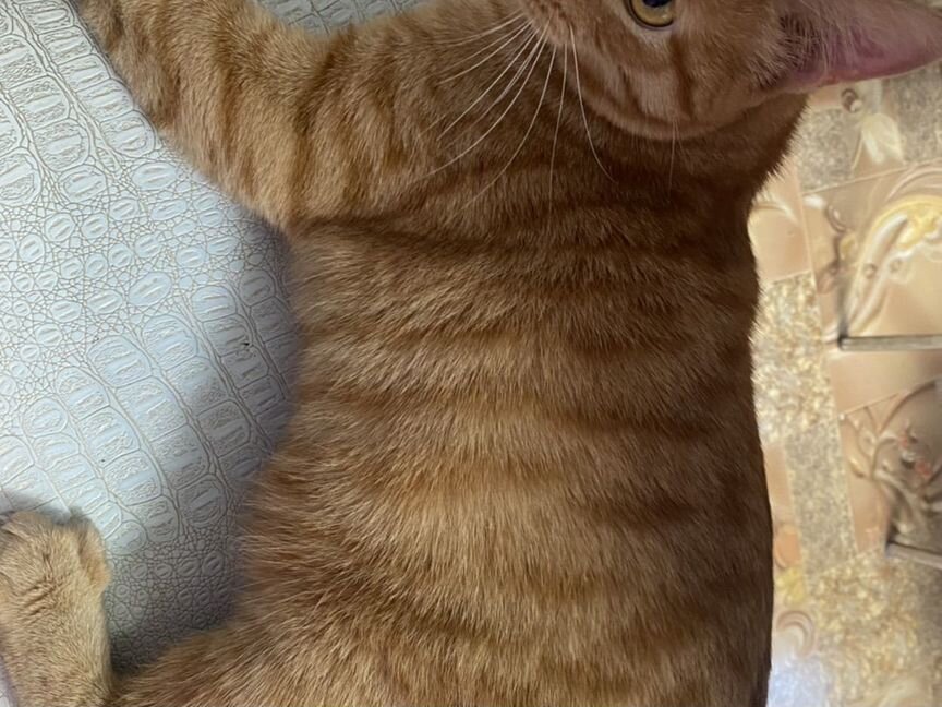 Кот