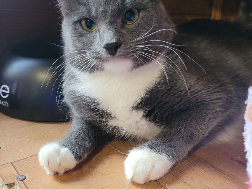 Котик ищет дом