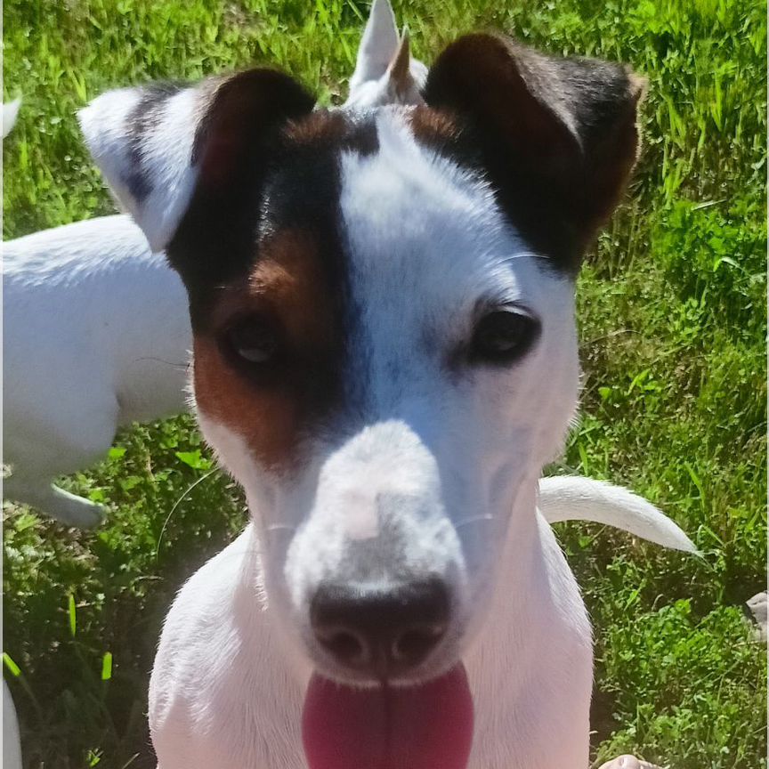 Продам Джек Рассела